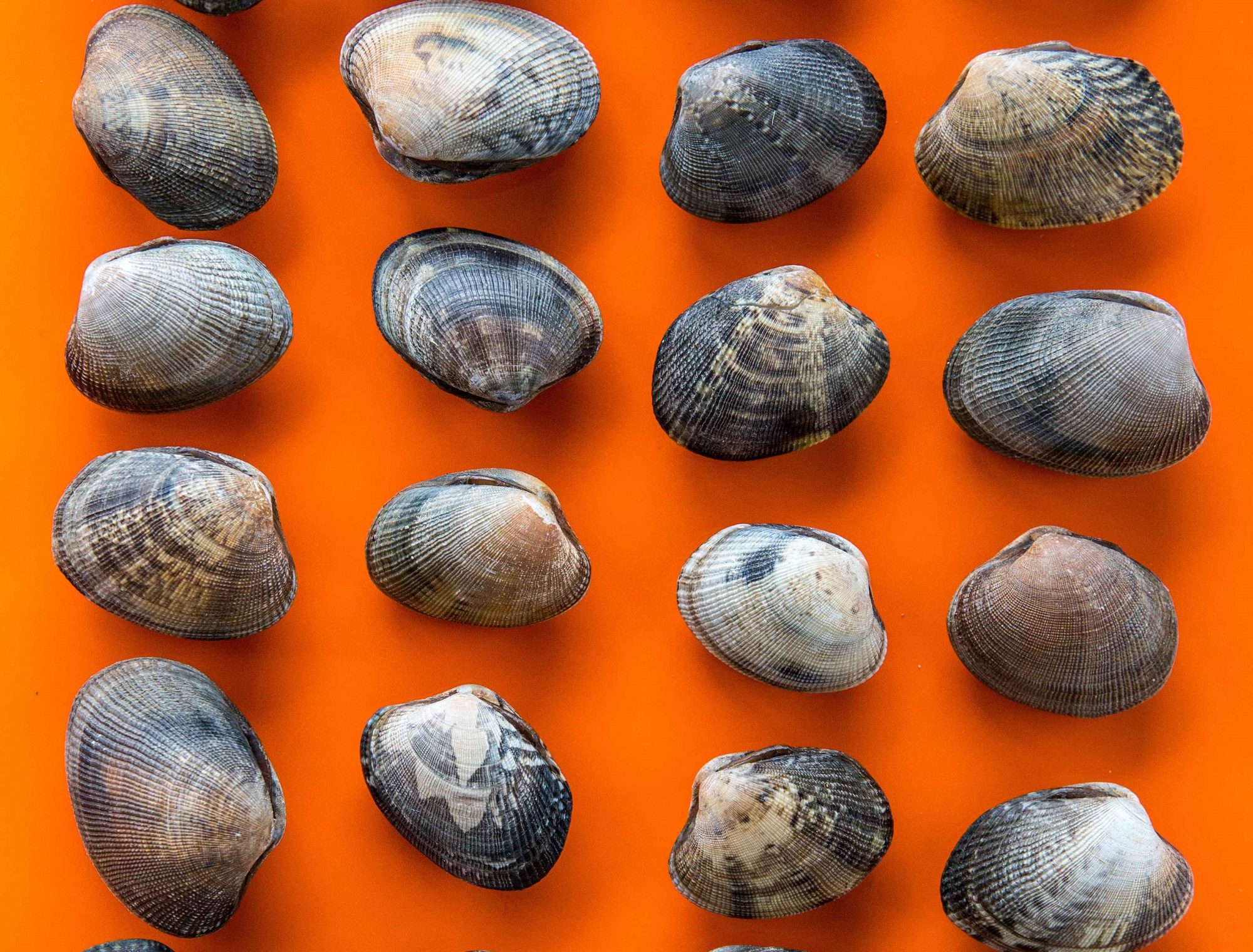 La palourde • Poissons Coquillages Crustacés