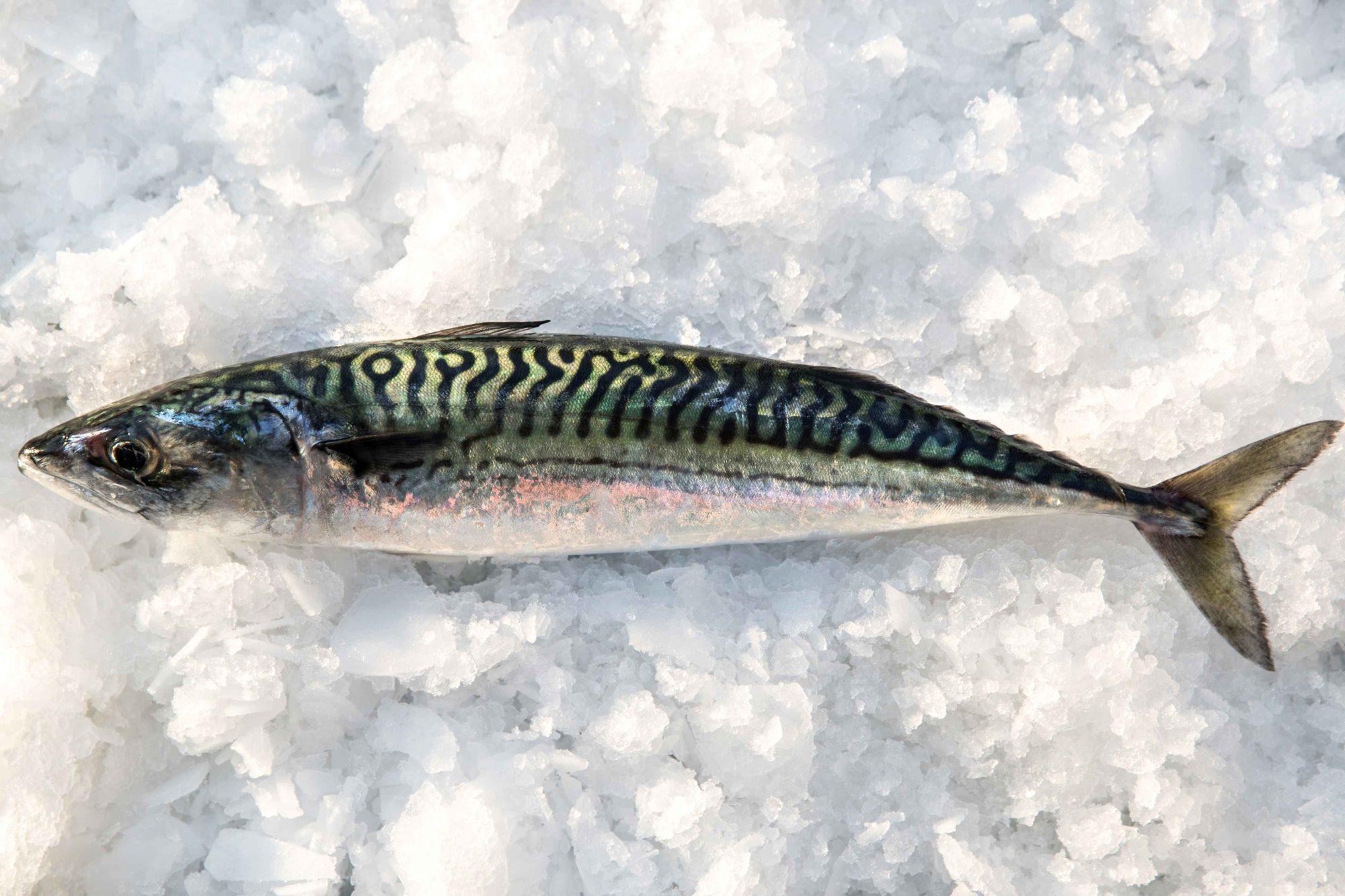 Le maquereau • Poissons Coquillages Crustacés