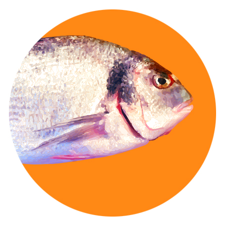 La daurade royale • Poissons Coquillages Crustacés