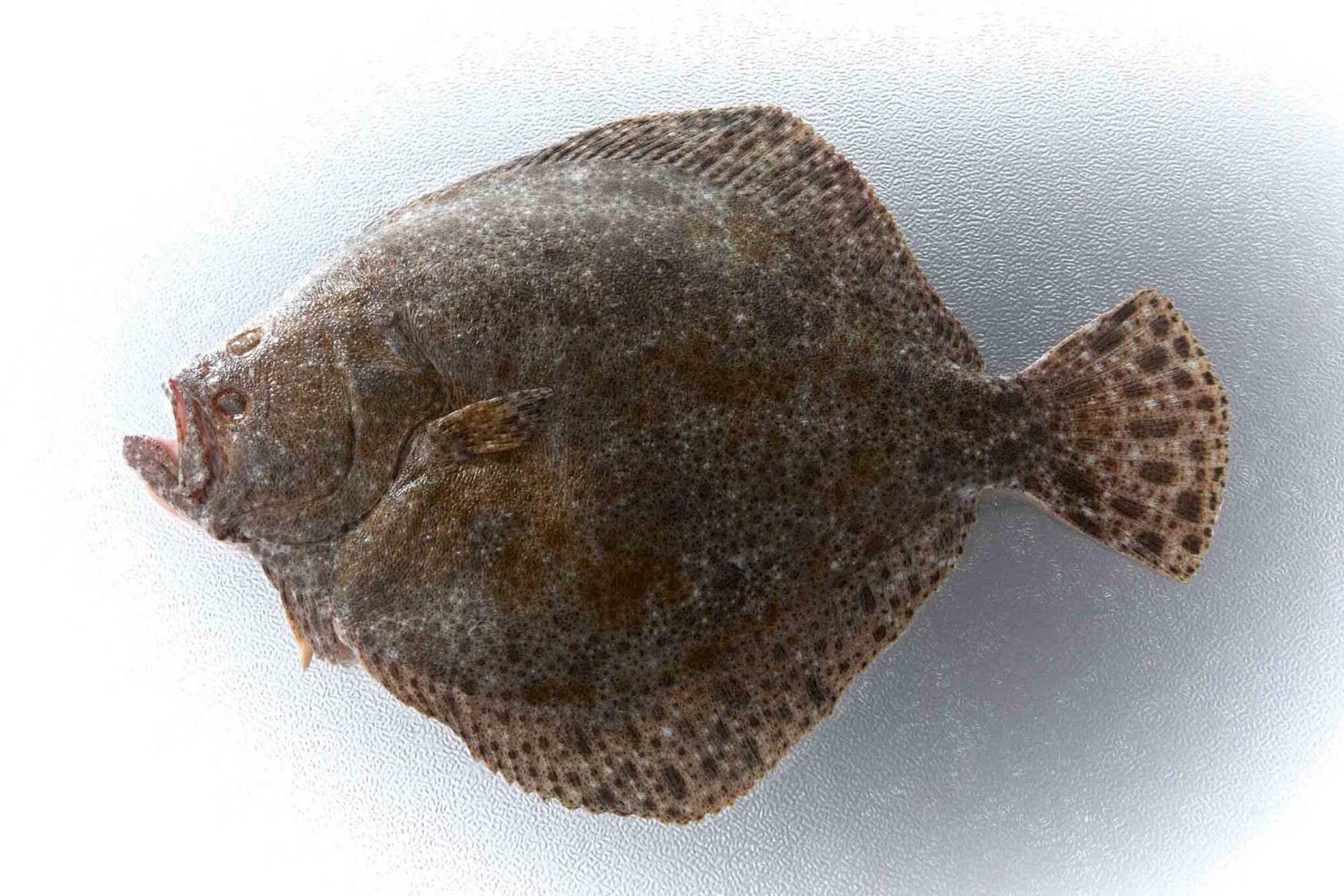 Le turbot • Poissons Coquillages Crustacés