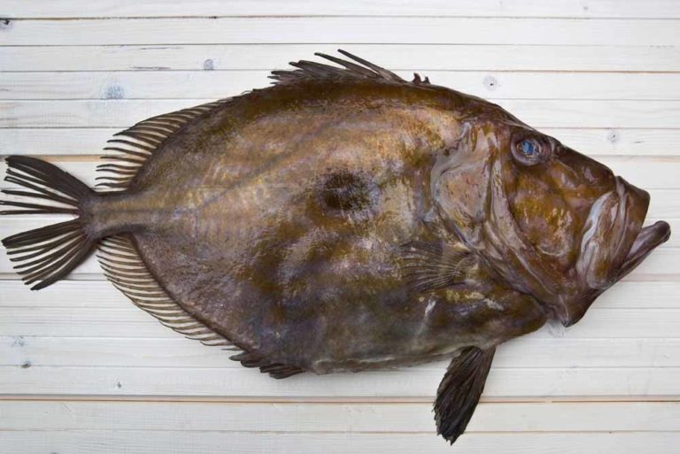 Le Saint-Pierre • Poissons Coquillages Crustacés