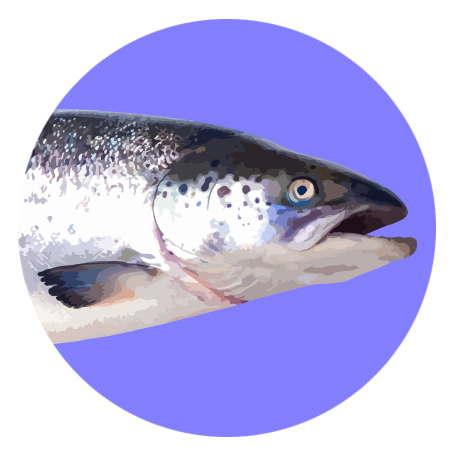 Le saumon d'élevage • Poissons Coquillages Crustacés