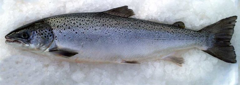 Le saumon d'élevage • Poissons Coquillages Crustacés