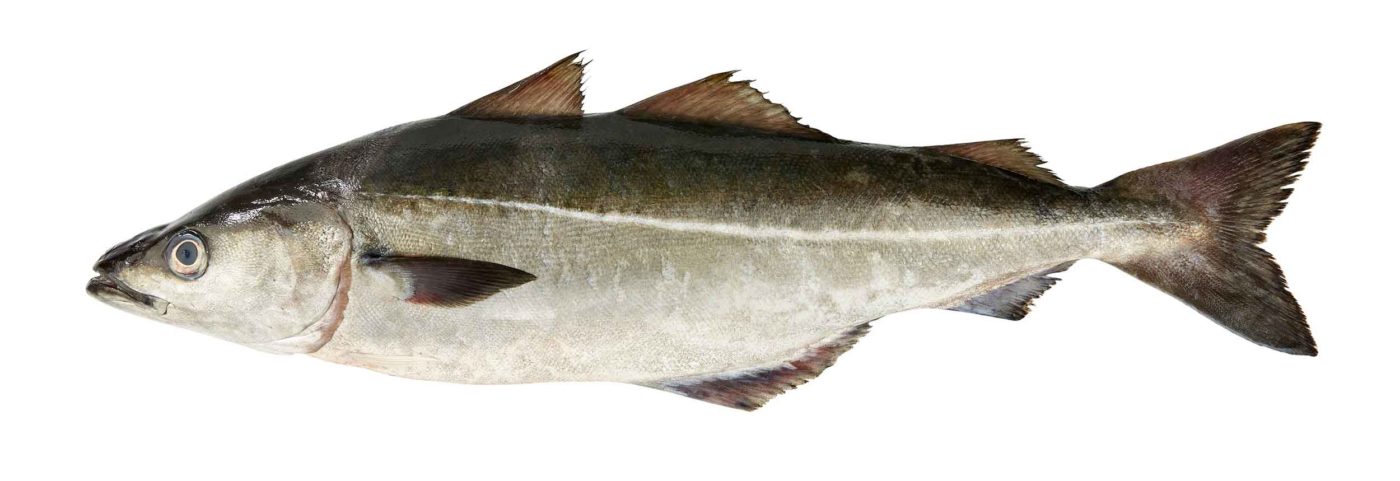 Le lieu noir • Poissons Coquillages Crustacés