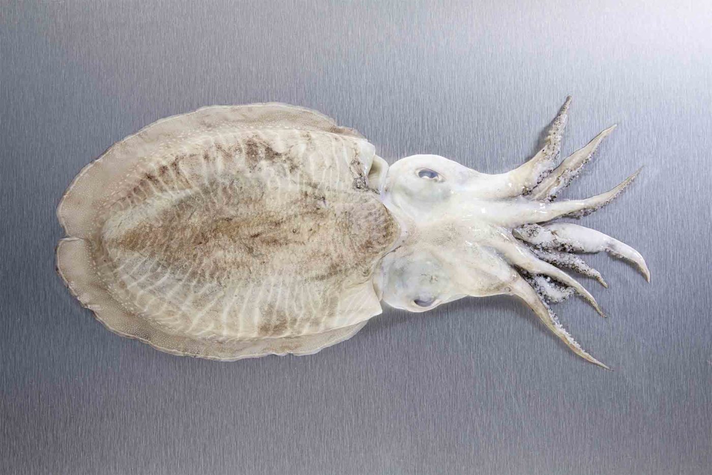 La seiche • Poissons Coquillages Crustacés