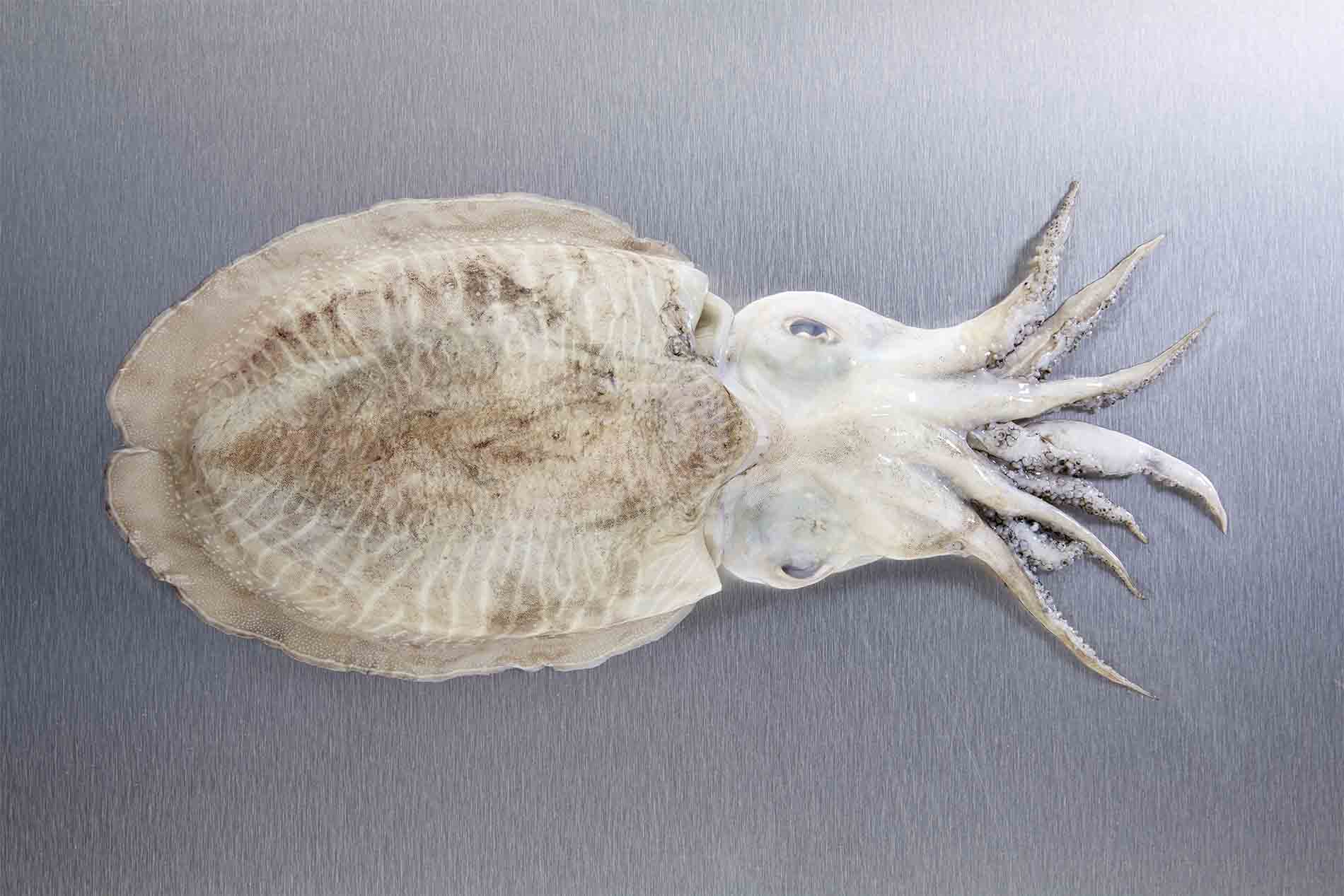 La seiche • Poissons Coquillages Crustacés