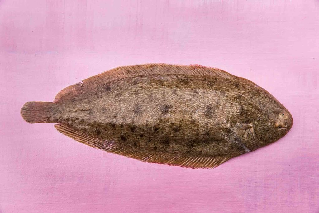 La sole • Poissons Coquillages Crustacés