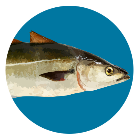 Le lieu noir • Poissons Coquillages Crustacés