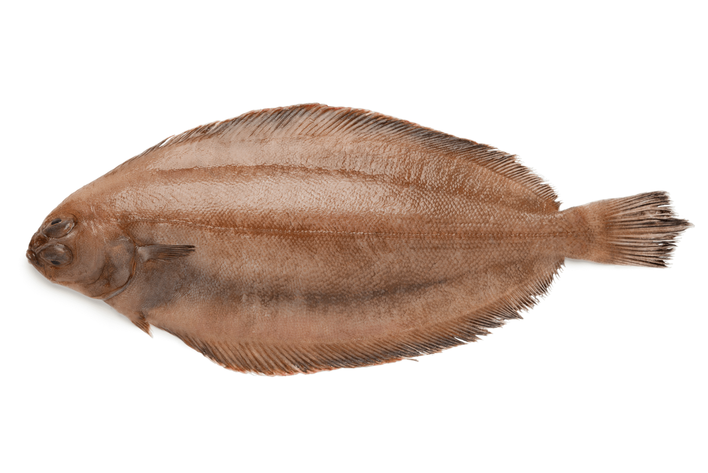 La Cardine • Poissons Coquillages Crustacés