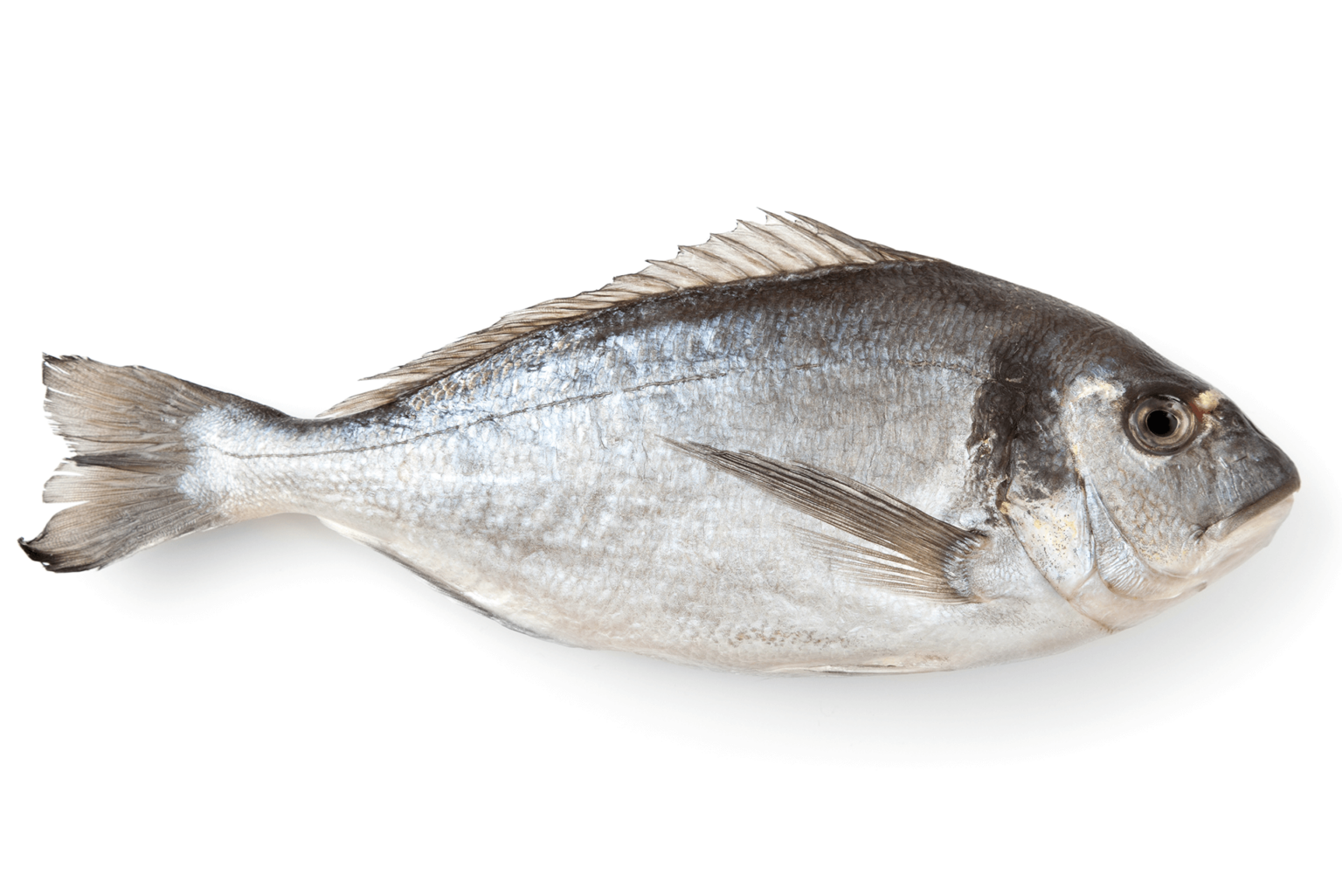 La daurade royale • Poissons Coquillages Crustacés