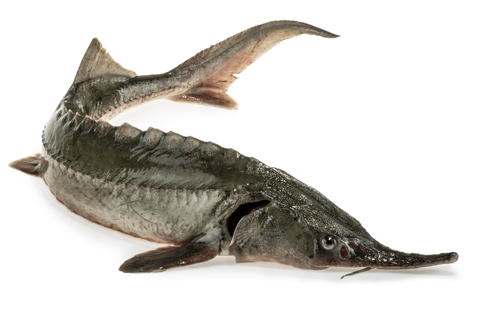 L'esturgeon d'élevage • Poissons Coquillages Crustacés