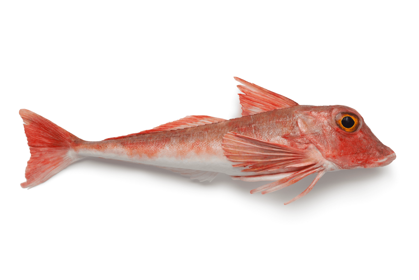 Le grondin • Poissons Coquillages Crustacés