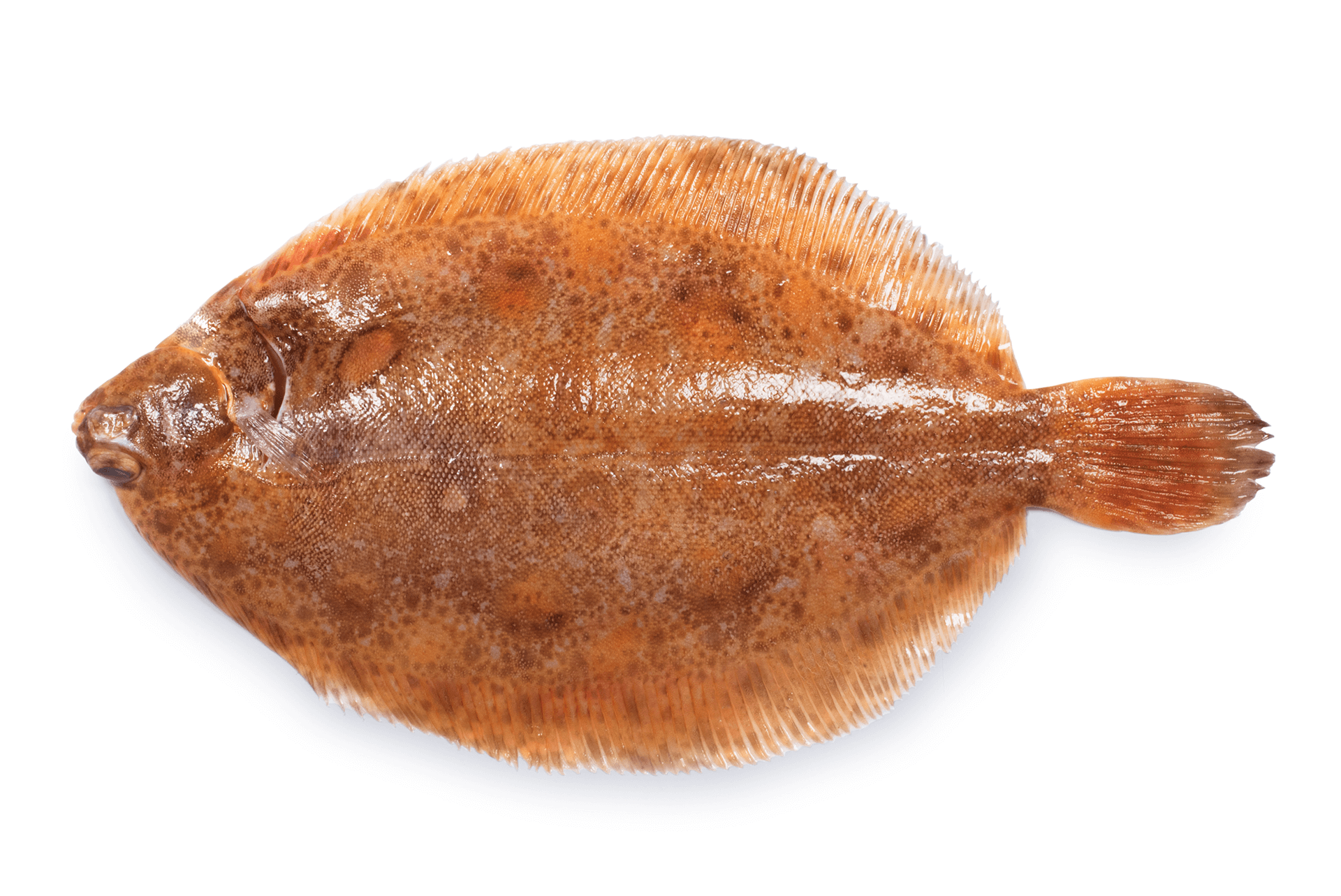 La limande • Poissons Coquillages Crustacés