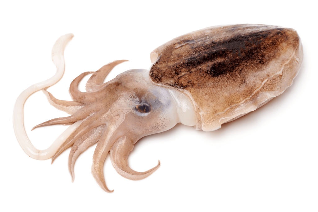 La seiche • Poissons Coquillages Crustacés