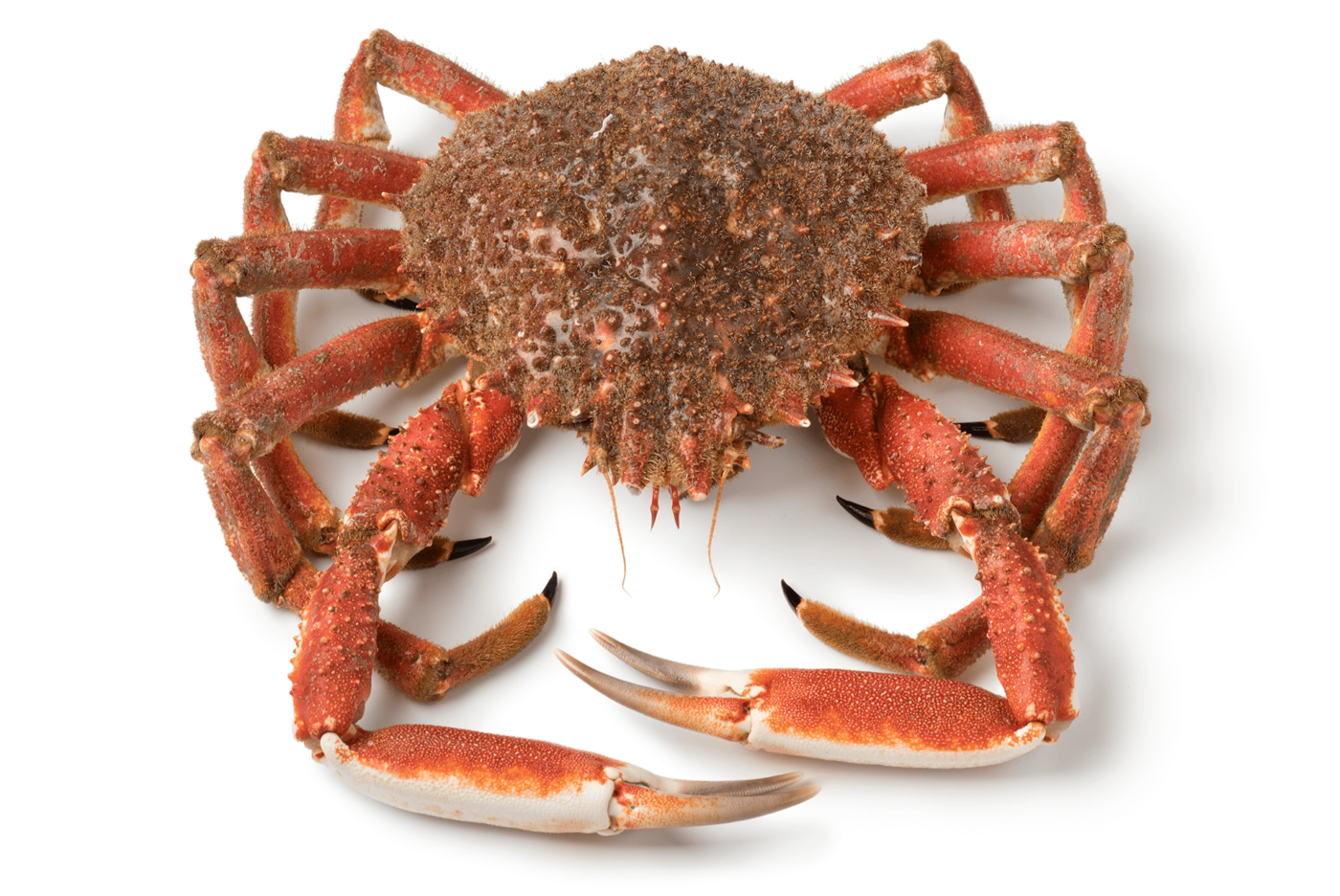 L'araignée • Poissons Coquillages Crustacés