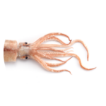 Le calamar • Poissons Coquillages Crustacés